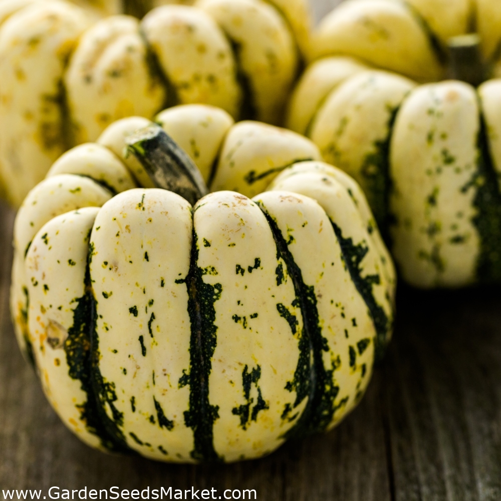 Courge Patidou - Sweet Dumpling - 23 graines - Cucurbita pepo – Garden ...