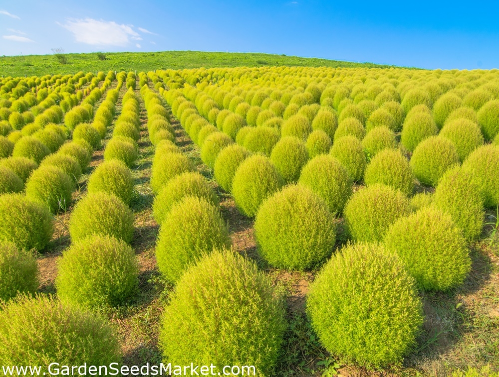 Kochia seeds - Kochia scoparia – Garden Seeds Market | Free shipping