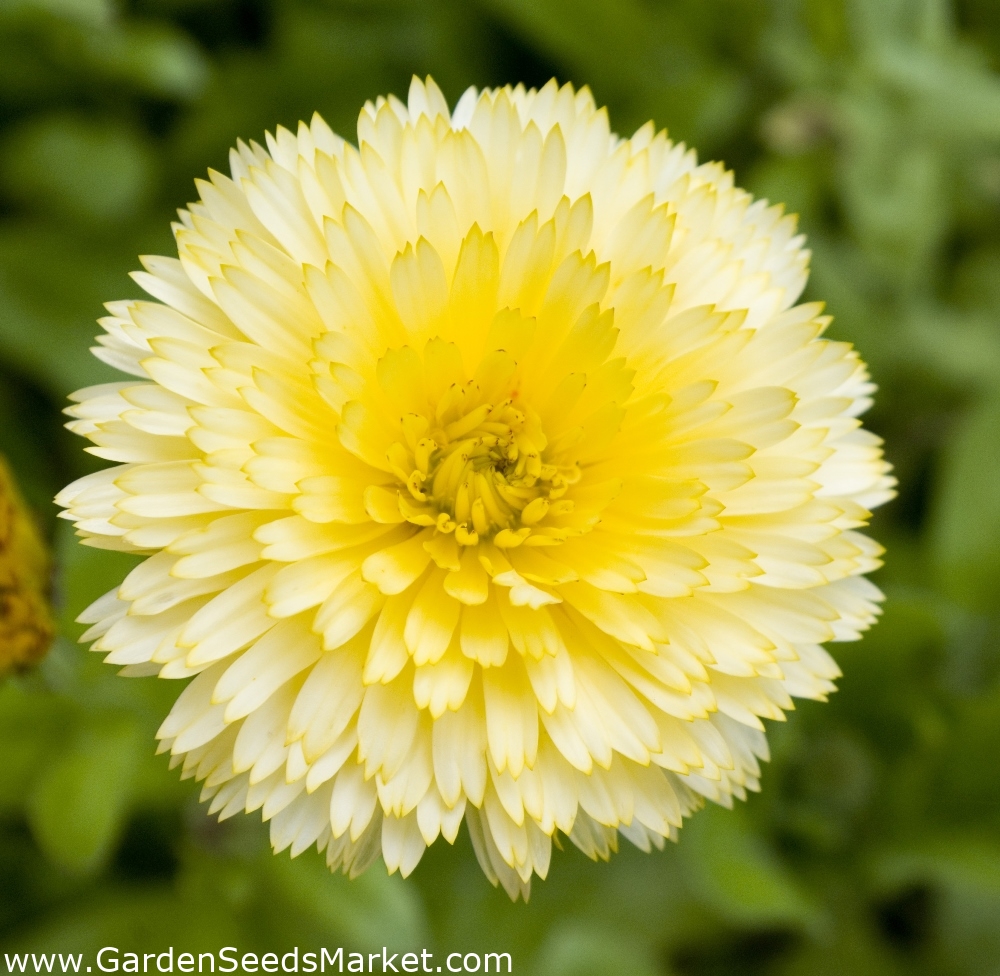 Pot marigold - Cream Beauty - Calendula officinalis - Stunning Cream ...