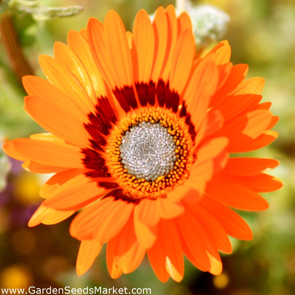 Cape Daisy, Monarch of the Veldt mixed seeds - Venidium fastuosum - 130 ...