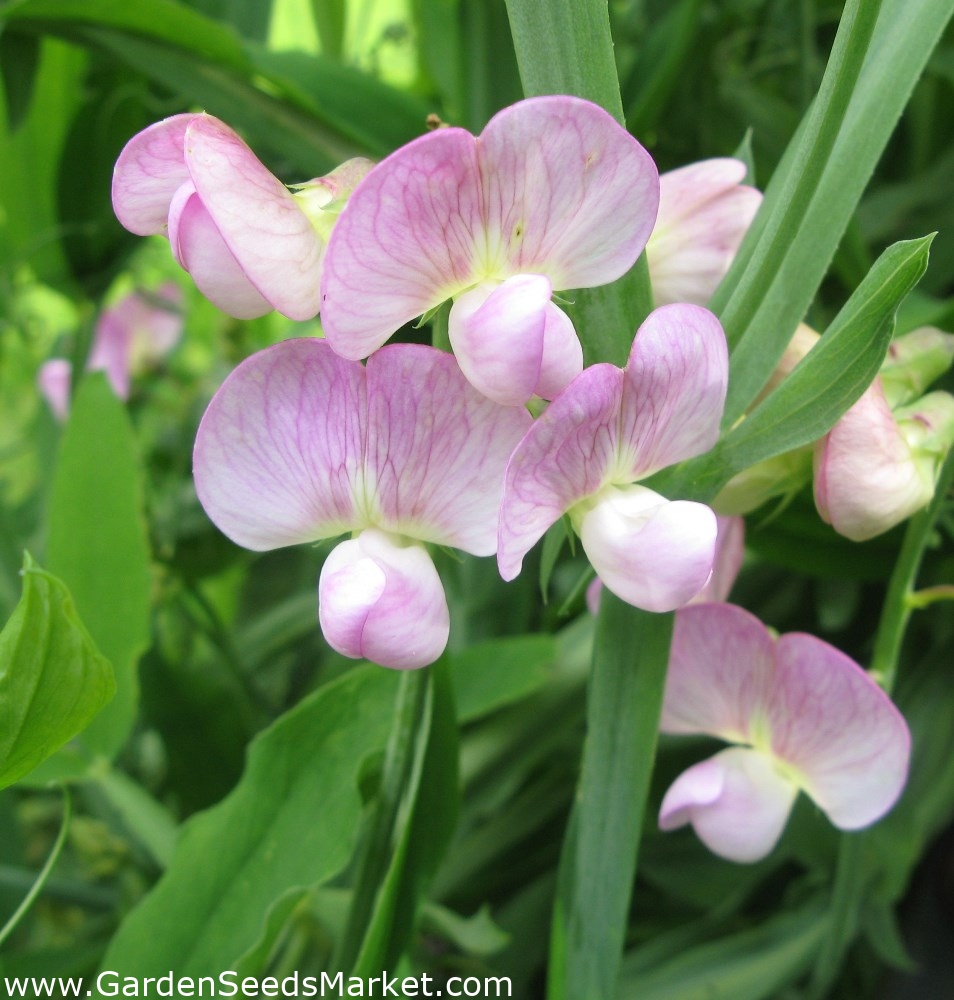 Everlasting Pea, Perennial Pea mixed seeds - Lathyrus latifolius - 18 ...