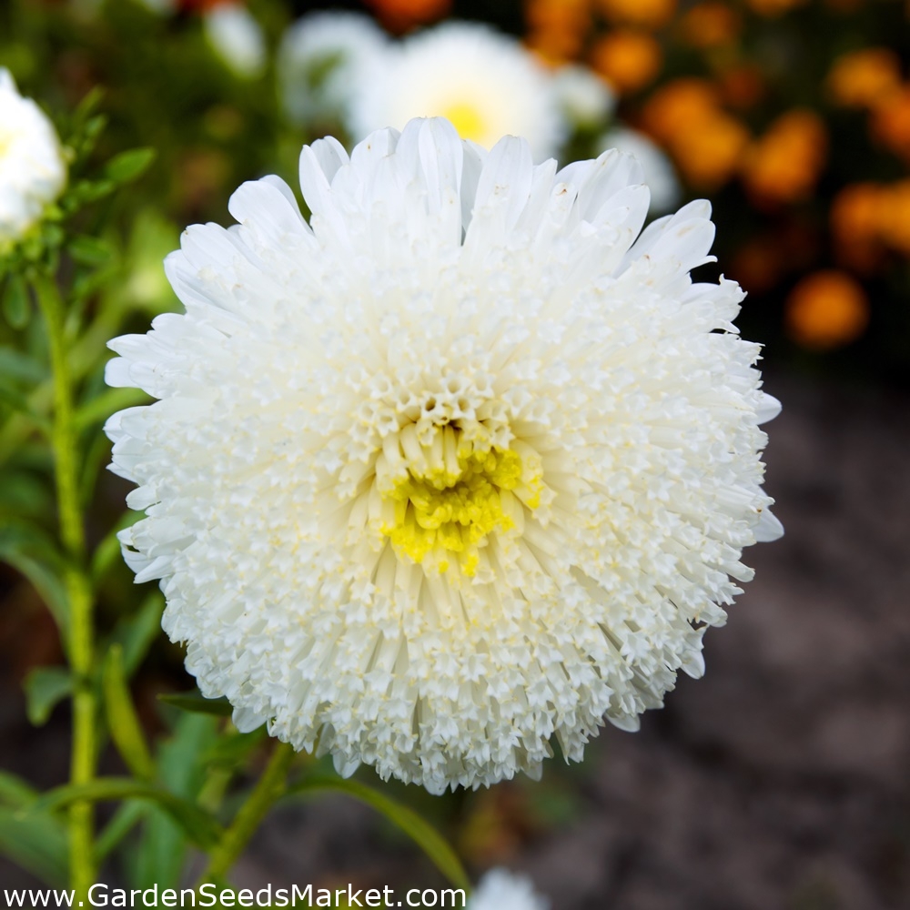 Kina Aster Princess Mix frø - Callistephus chinensis - 500 frø – Garden ...