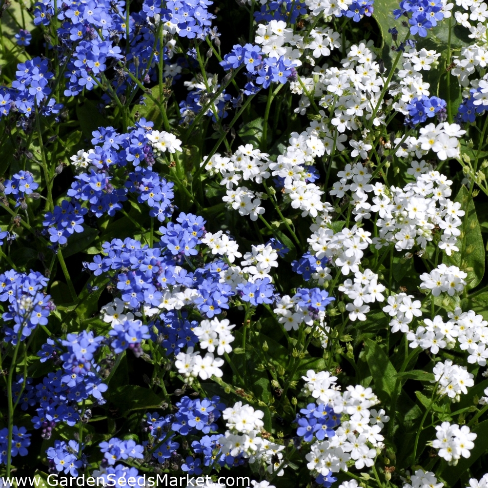 Alpine Forget-Me-Not - Mixed - Myosotis alpestris - Vibrant Colour Mix ...