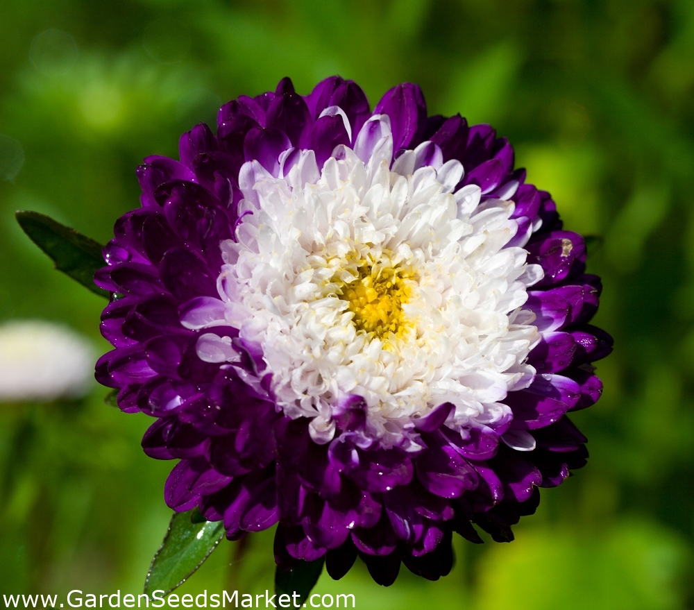 Aster - Pompon - Mixed - Callistephus chinensis - Vibrant Pompon Aster ...