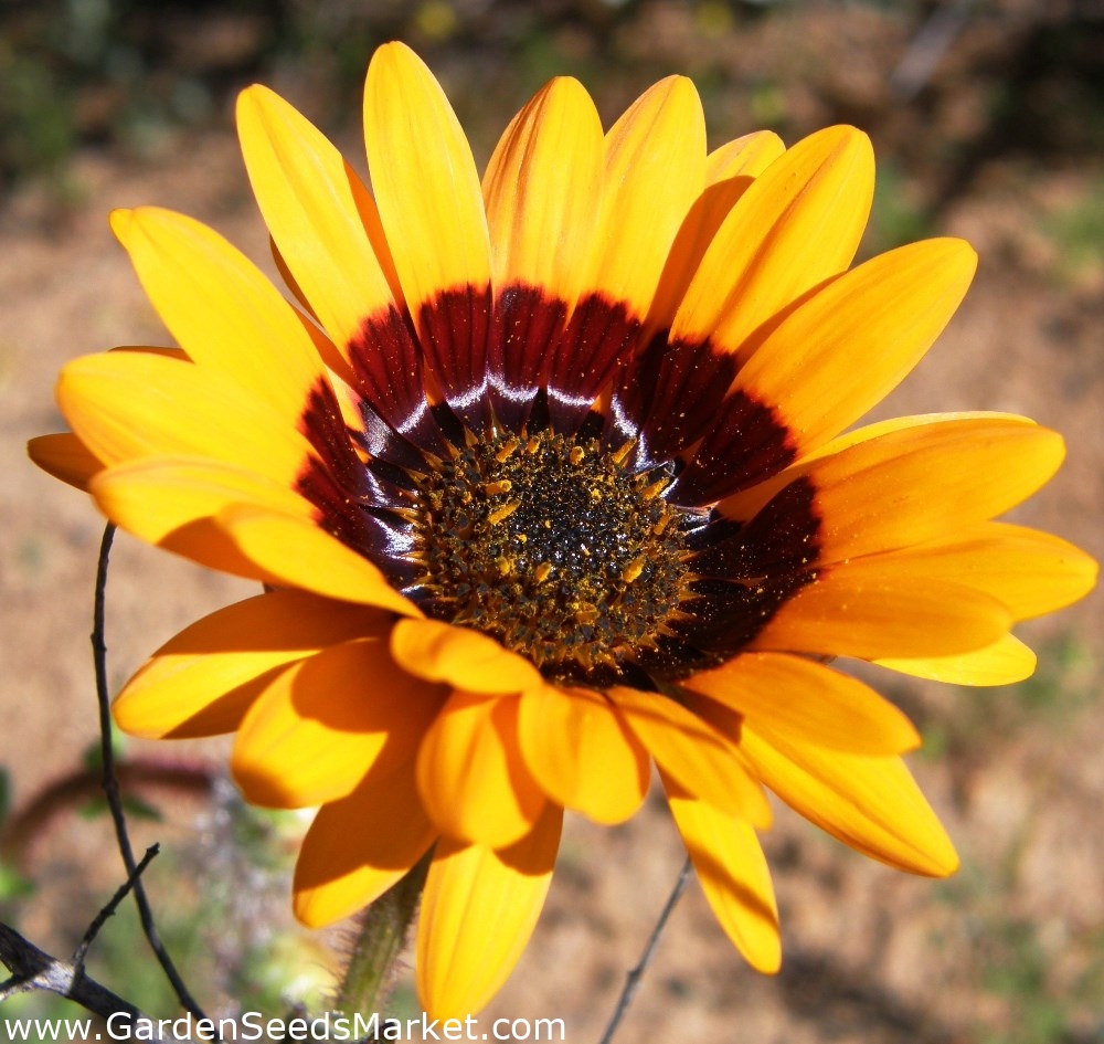 Cape Daisy, Monarch of the Veldt semi miscelati - Venidium fastuosum ...