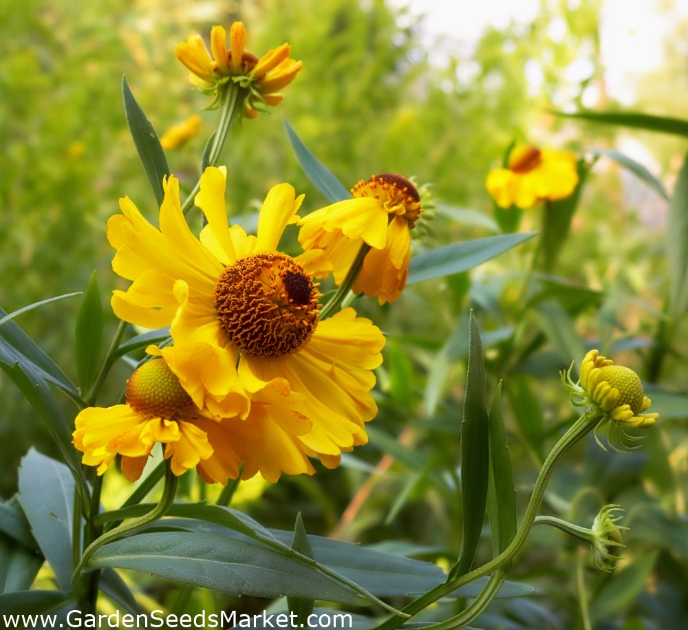 Common Sneezeweed seeds - Helenium autumnale - 500 seeds – Garden Seeds ...