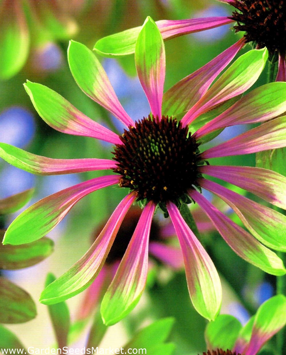 Röd solhatt - Green Envy - Echinacea purpurea – Garden Seeds Market ...