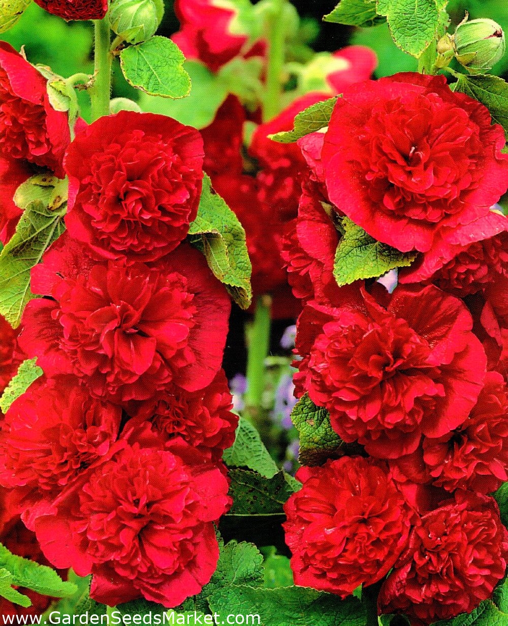 Alcea rosea - Red - Vermelho - Althaea rosea – Garden Seeds Market ...
