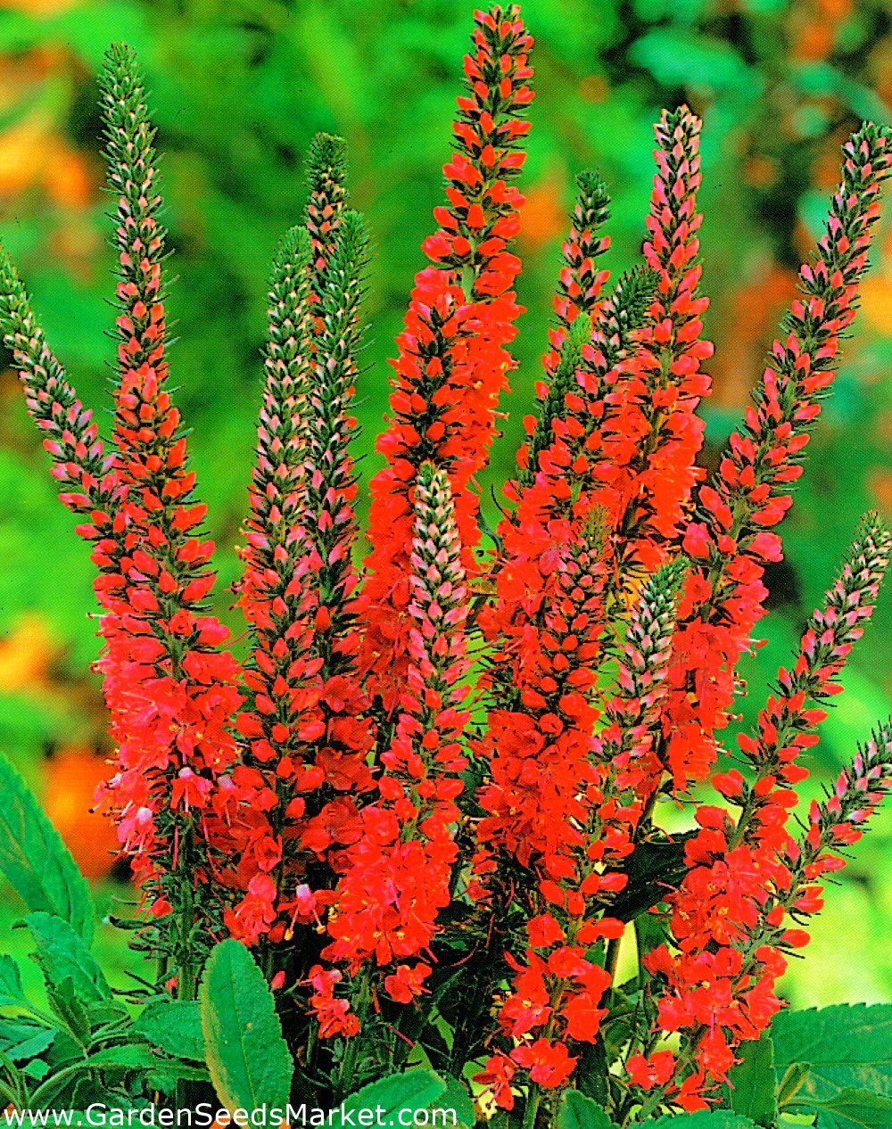 Veronica, Speedwell Red - bulb / tuber / rădăcină - Veronica spicata ...