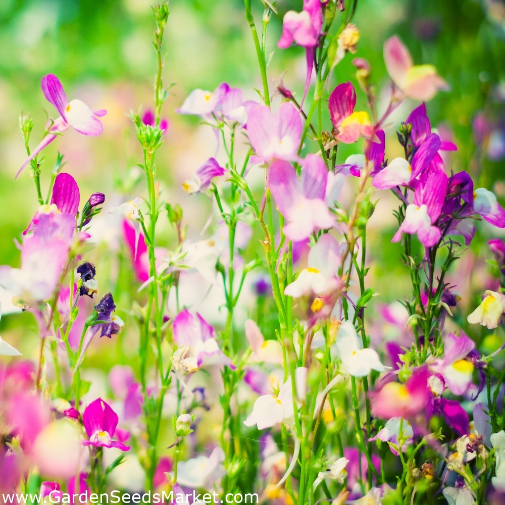 Moroccan Toadflax mixed seeds - Linaria maroccana - 7500 seeds – Garden ...