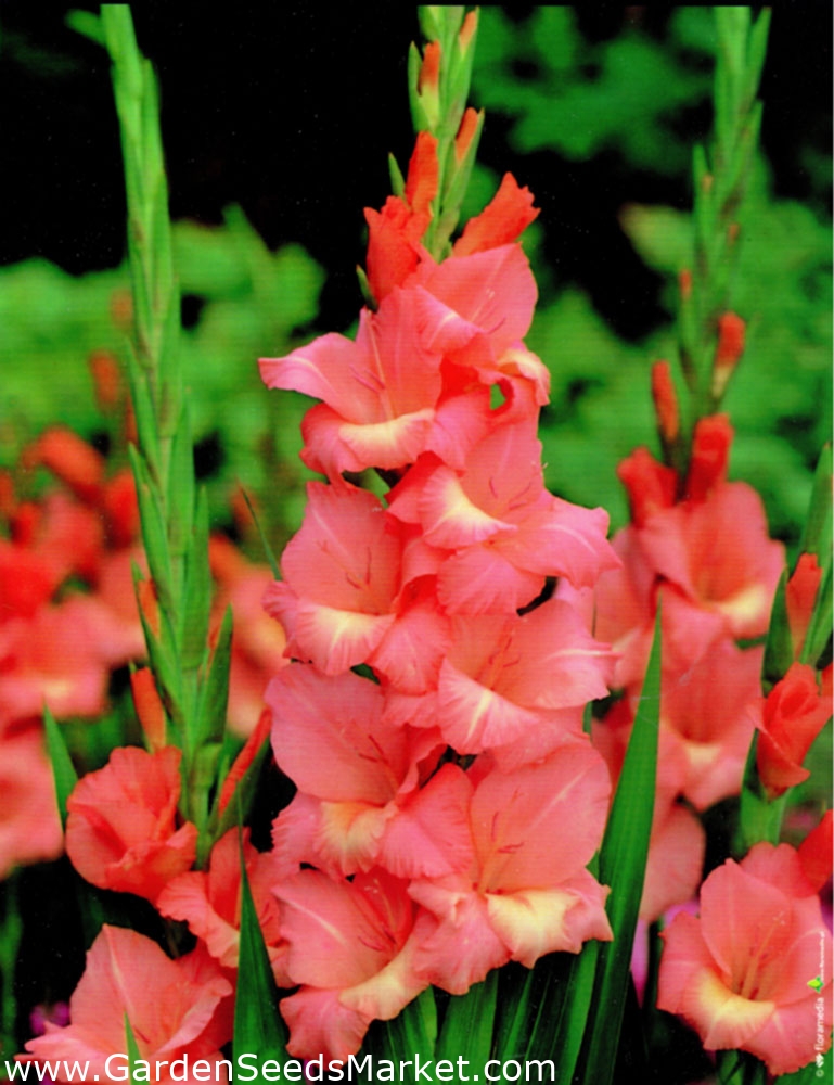 Gladiolus Spic and Span – 9 bulbs in a pot; sword lily – Garden Seeds ...