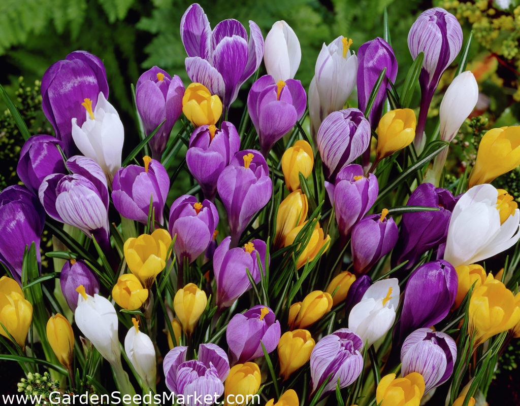 Crocus Mix - 10 bulbs – Garden Seeds Market | Free shipping