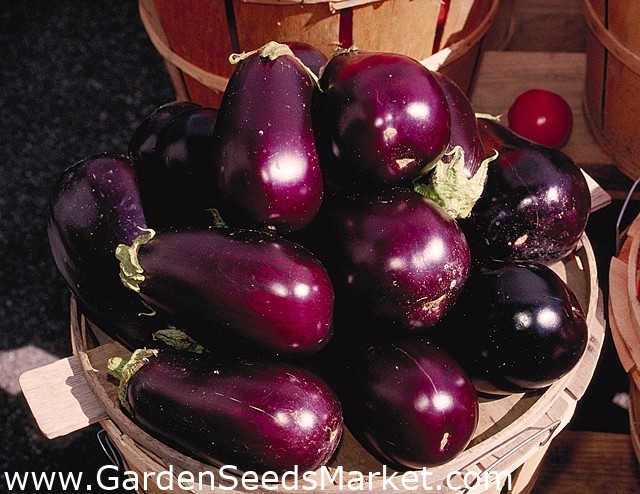 Jajčevec, semena jajčevcev - Solanum melongena - 210 semen – Garden ...