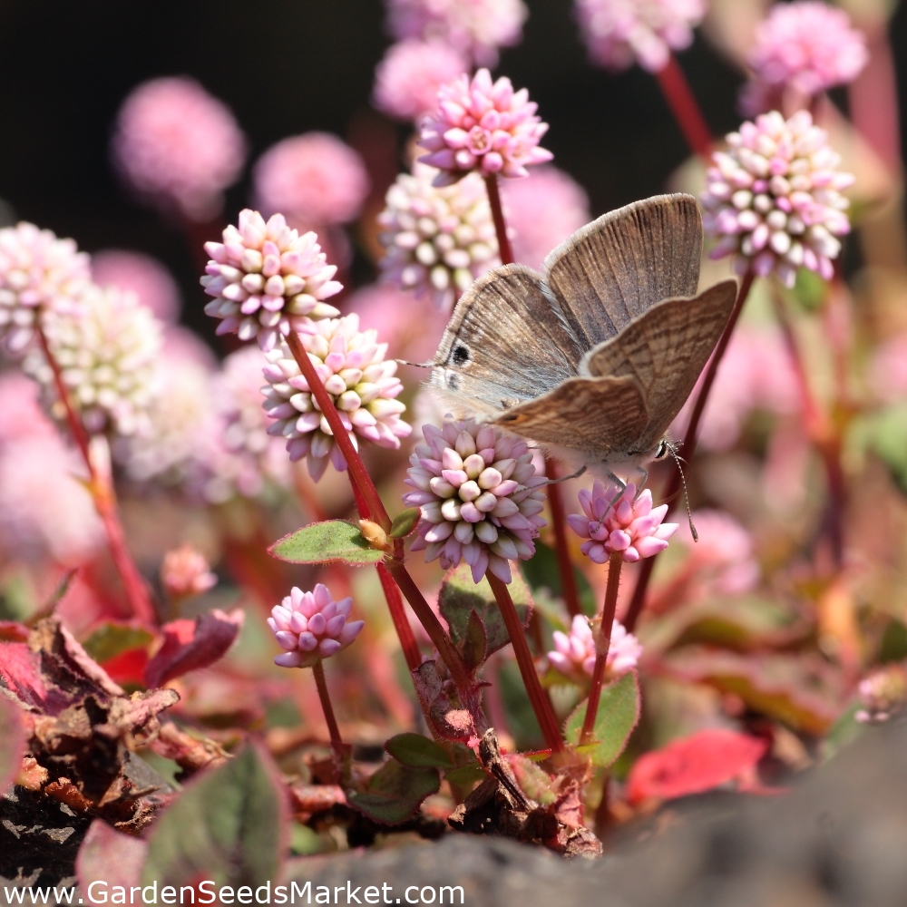 Pink Knotweed, Japanese Knotweed seeds - Polygonum capitatum - 100 ...