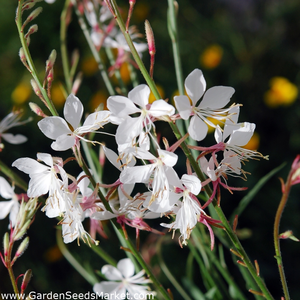 Gaura Sparkle Bílá semena - Gaura lindheimeri - 30 semen – Garden Seeds ...
