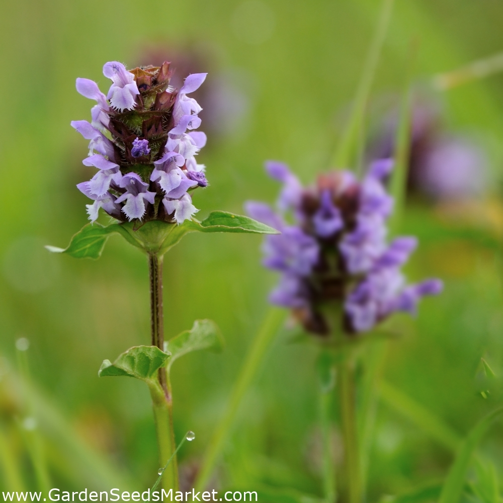 Prunella seeds - Prunella grandiflora - 50 seeds – Garden Seeds Market ...
