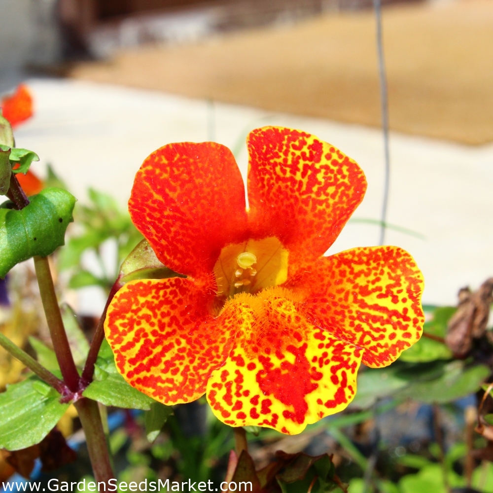 Biji Bunga Monyet Harimau (campur) - Mimulus tigrinus - 2500 biji ...