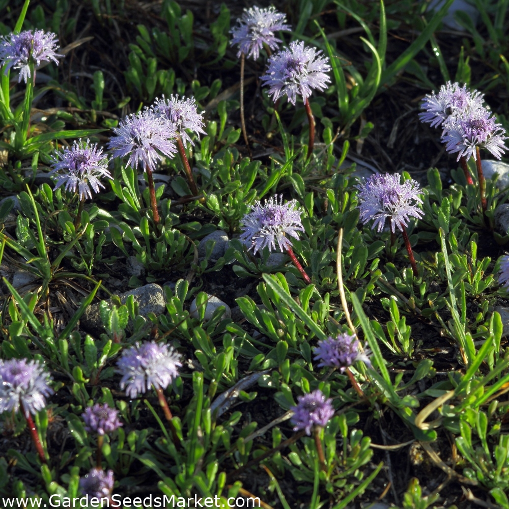 Globe Daisy seeds - Globularia punctata - 400 seeds – Garden Seeds ...