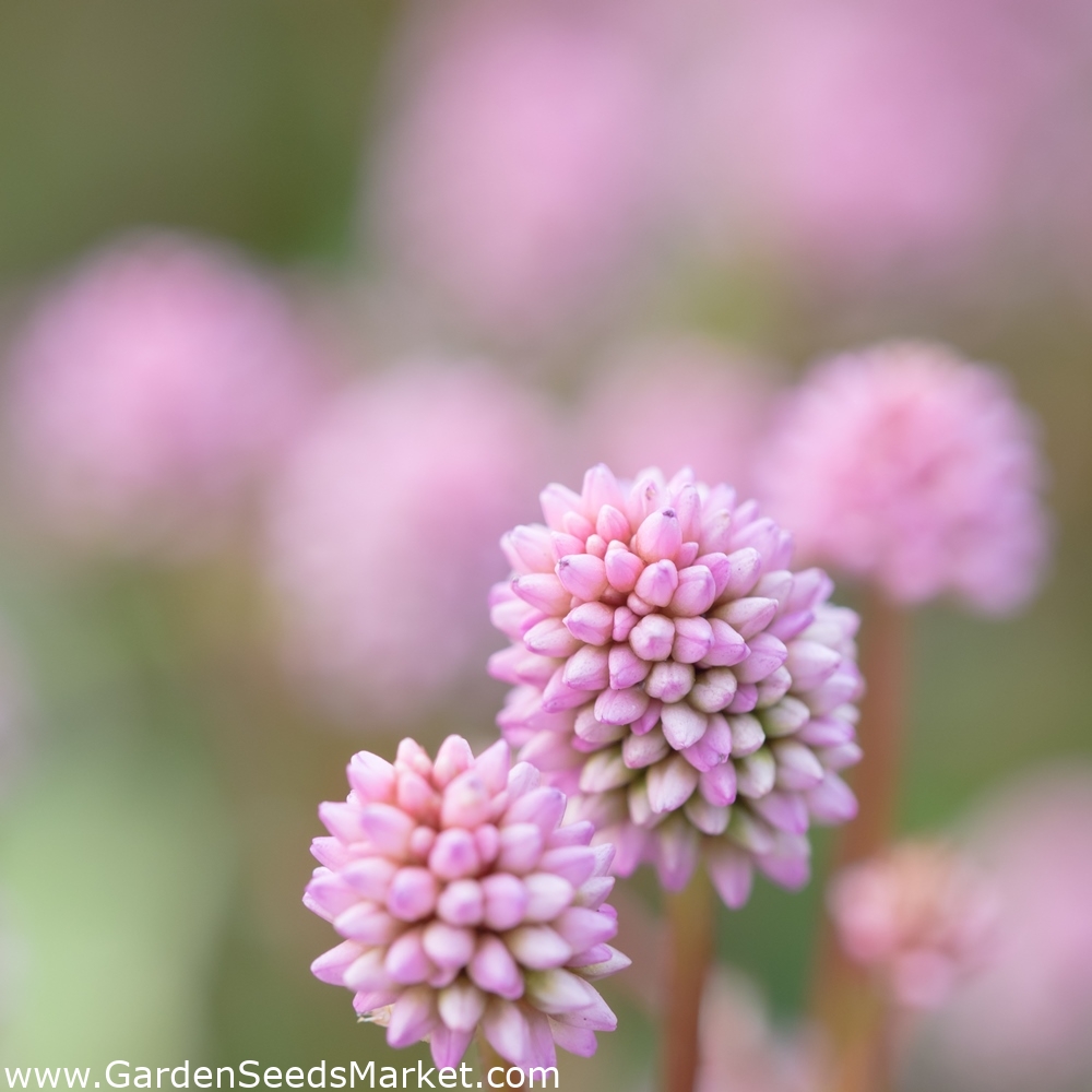 Pink Knotweed, Japanese Knotweed seeds - Polygonum capitatum - 100 ...