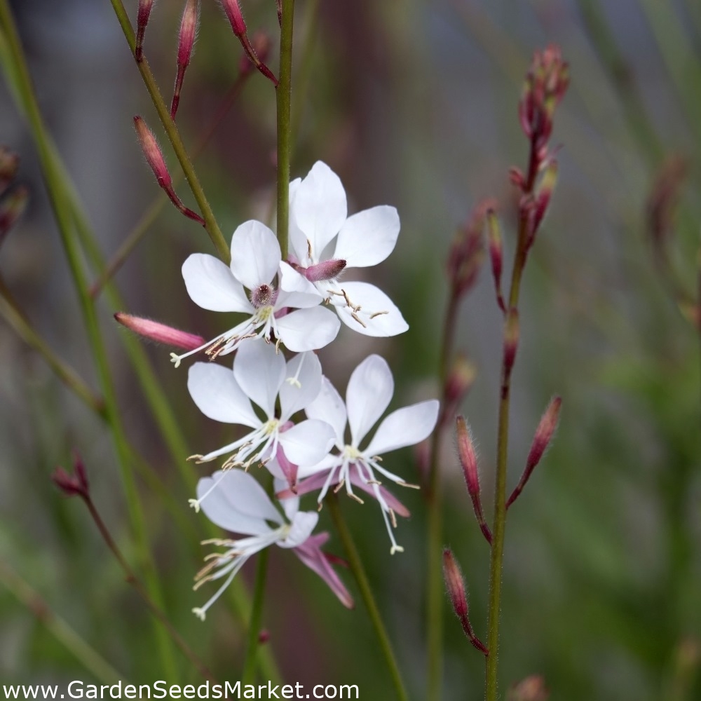 Gaura Sparkle White seeds - Gaura lindheimeri - 30 semillas – Garden ...