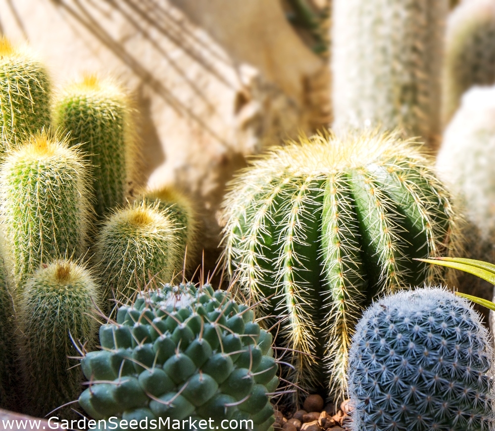 Кактусовые - смесь - 100 семена - Cactaceae – Garden Seeds Market ...
