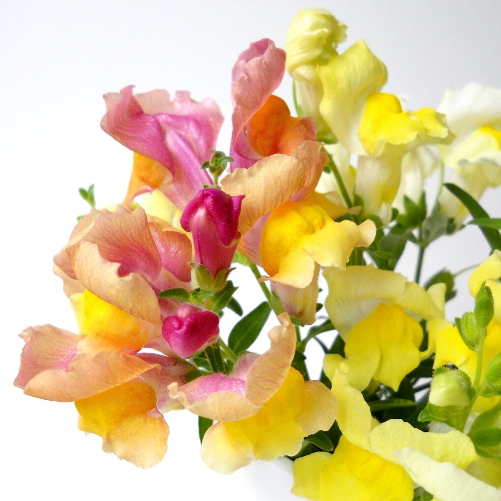Trailing Snapdragon semena - Antirrhinum majus pendula - 100 semen ...