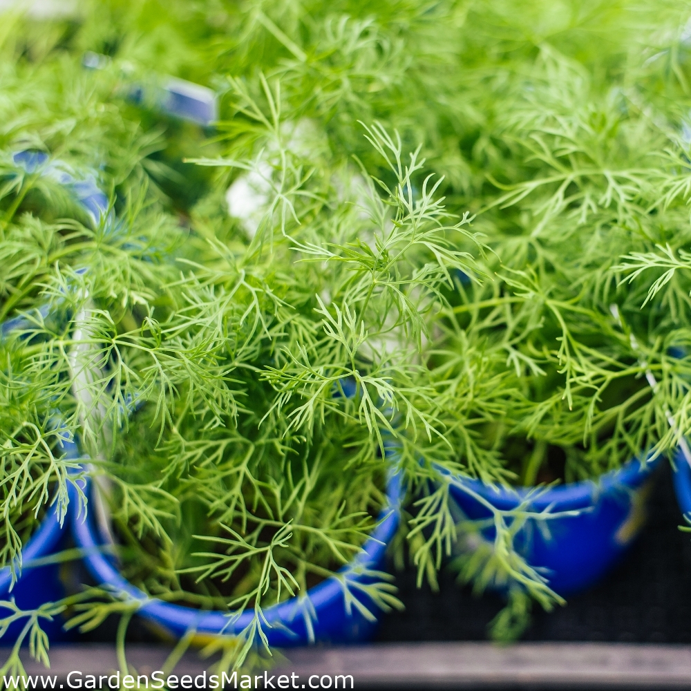 Dwarf Dill seeds - Anethum graveolens - 840 seeds – Garden Seeds Market ...