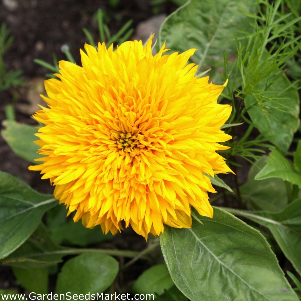Dwarf Double Sunflower seeds - Helianthus annuus fl. pl. - 90 seeds ...