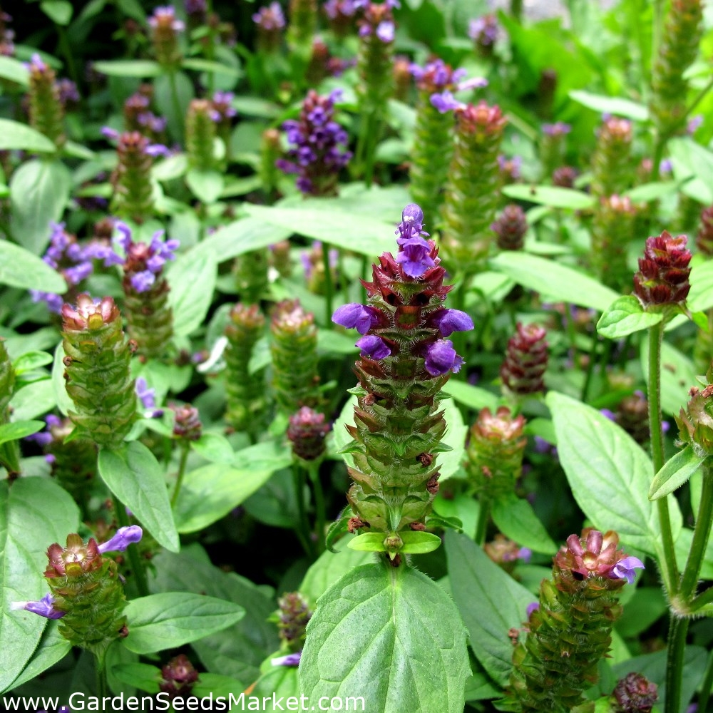 Prunella seeds - Prunella grandiflora - 50 seeds – Garden Seeds Market ...