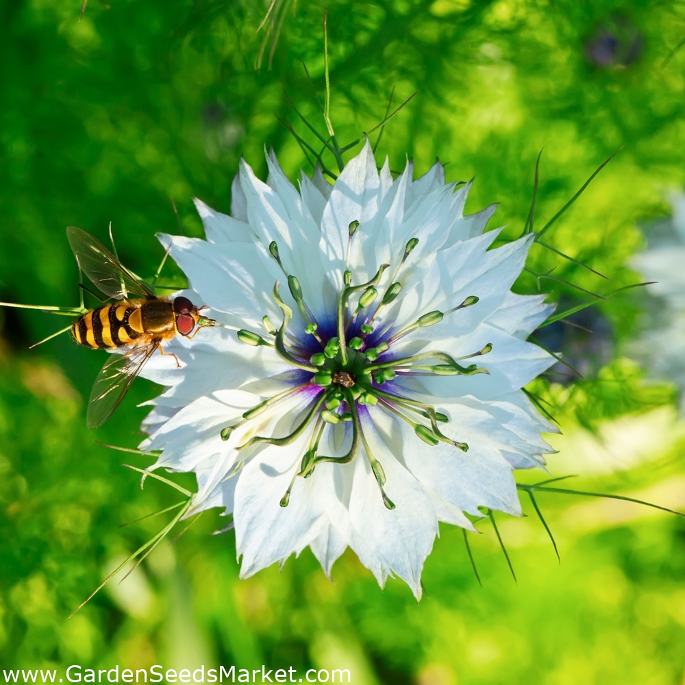 Kerti katicavirág - 250 magok - Nigella sativa – Garden Seeds Market ...