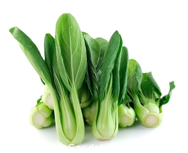 Chinese Cabbage Pak Choi seeds - Brassica chinensis - 500 seeds ...