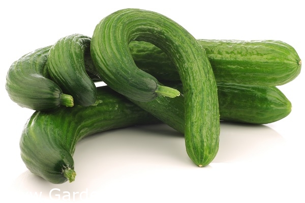 Cucumber Chinese Slangen seeds - Cucumis sativus - 175 seeds – Garden ...
