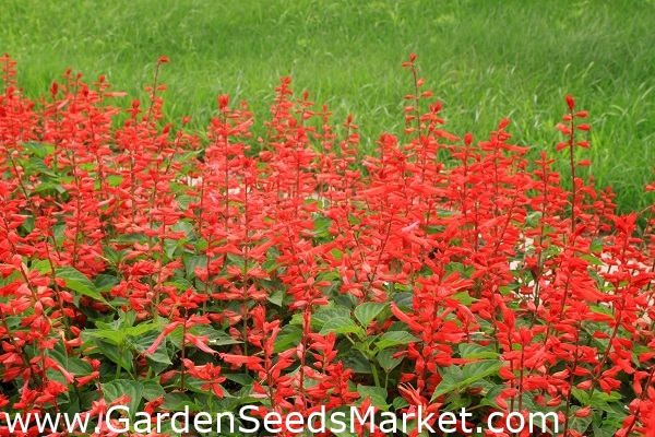 Salvia Vista Mix seeds - Salvia splendens - 84 seeds – Garden Seeds ...