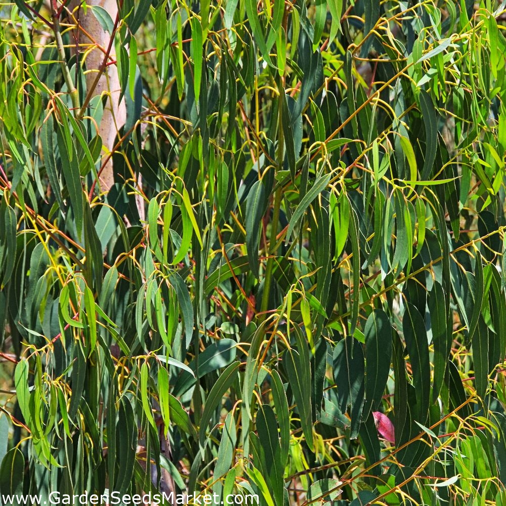 Lemon Eucalyptus, biji Gum Beraroma Lemon - Corymbia citriodora ...