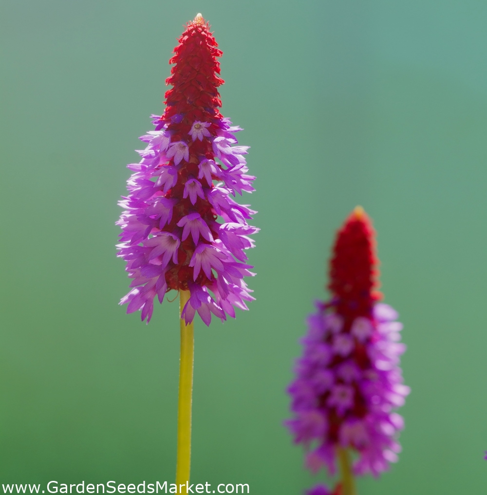Çuha çiçeği Çin Pagoda tohumları-Primula vialii-140 tohumları – Garden ...