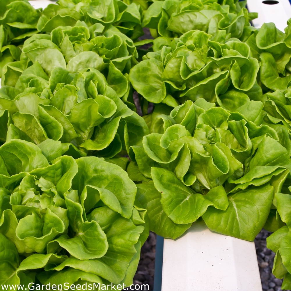 Lettuce Olenka seeds - Lactuta sativa - 800 seeds – Garden Seeds Market ...