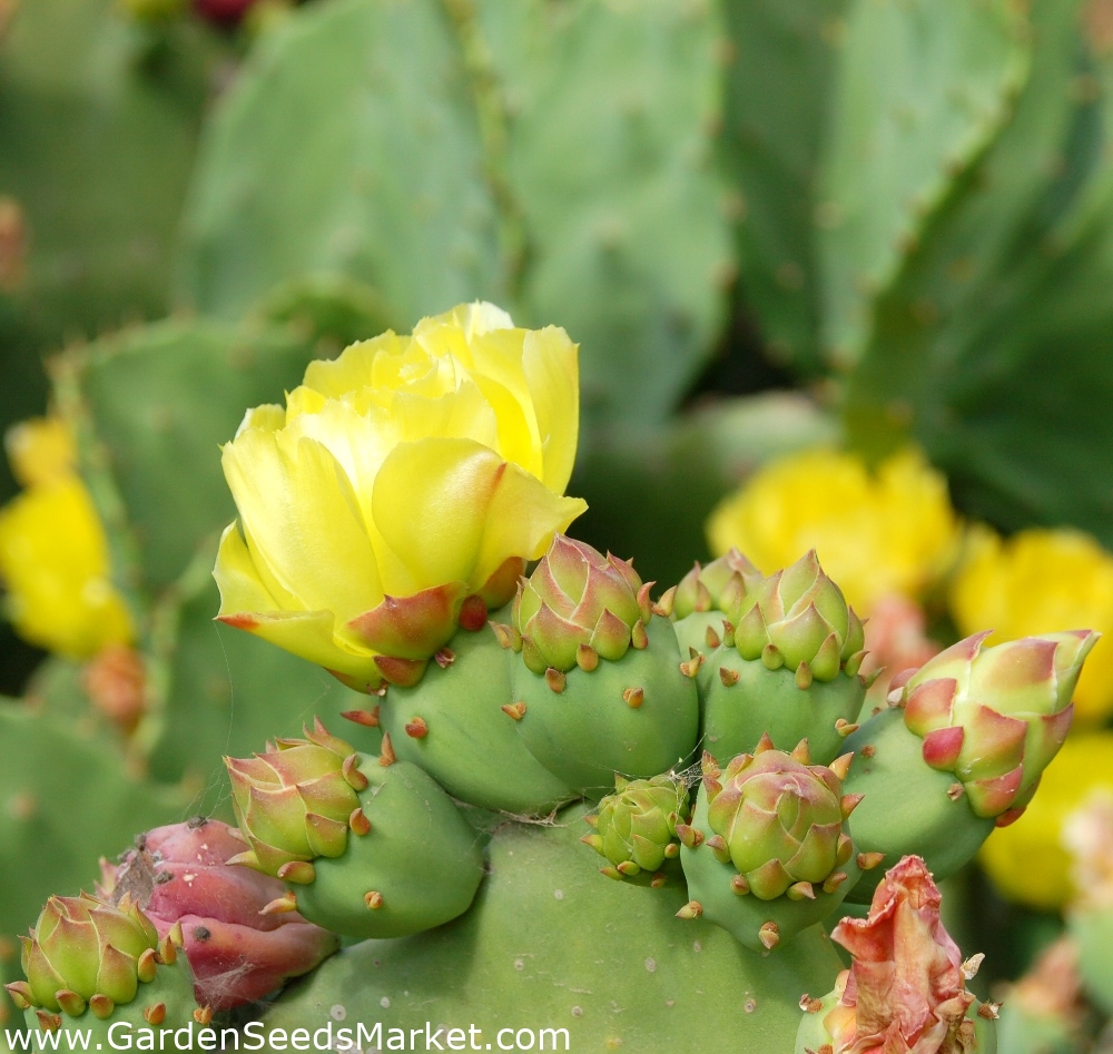 Cactus Plano (Nopal) - Opuntia sp. - semillas – Garden Seeds Market ...