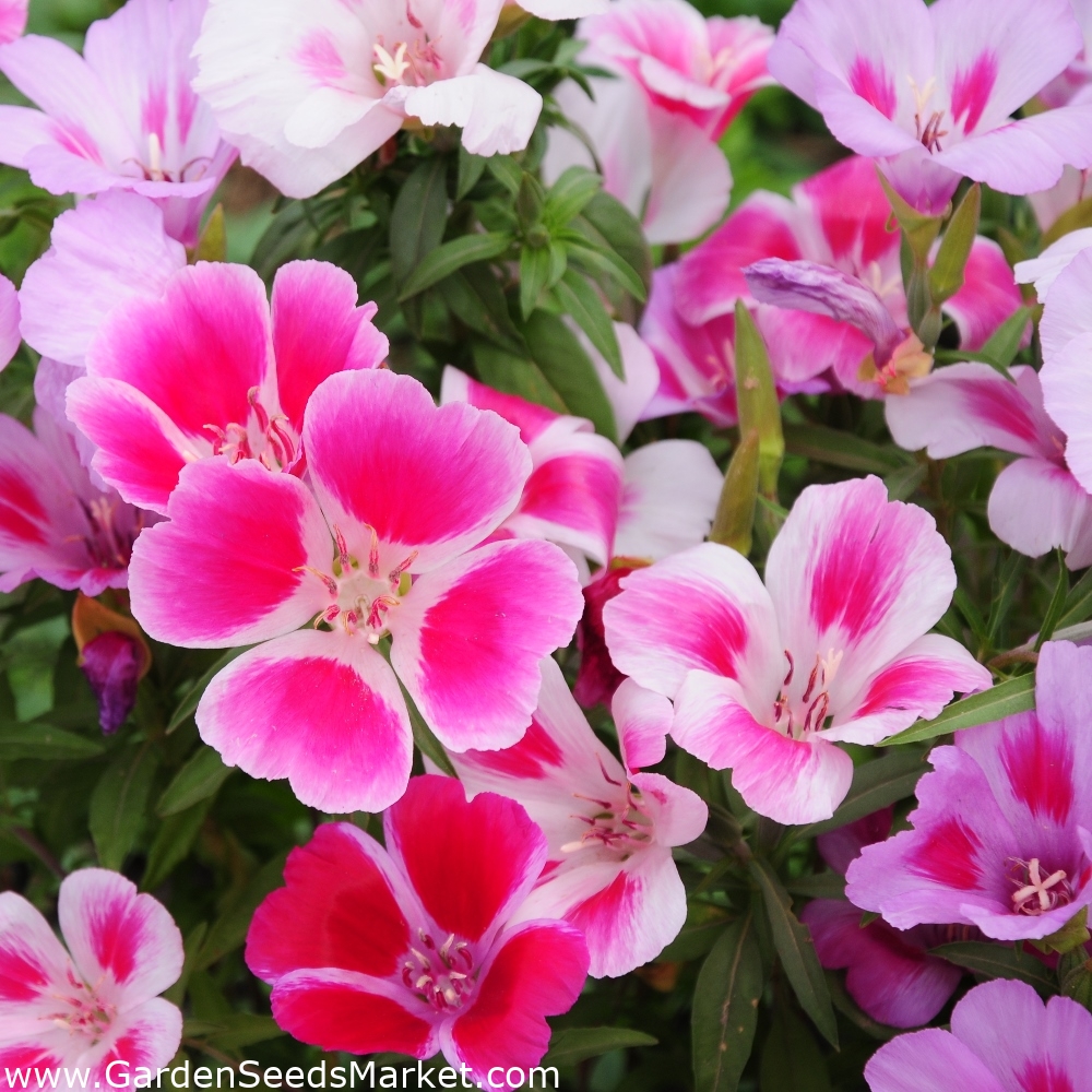 Godetia Satin mix semillas - Godetia grandiflora - 1500 semillas ...