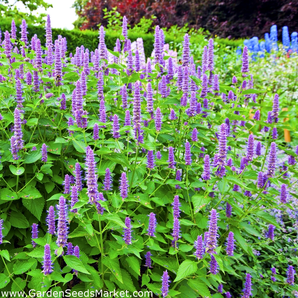 Hummingbird Mint seeds - Agastache mexicana – Garden Seeds Market ...