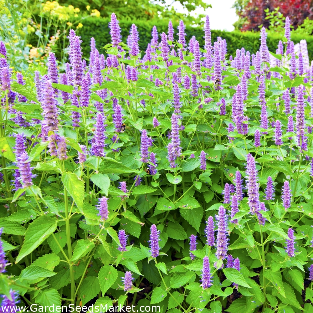 Hummingbird Mint seeds - Agastache mexicana – Garden Seeds Market ...