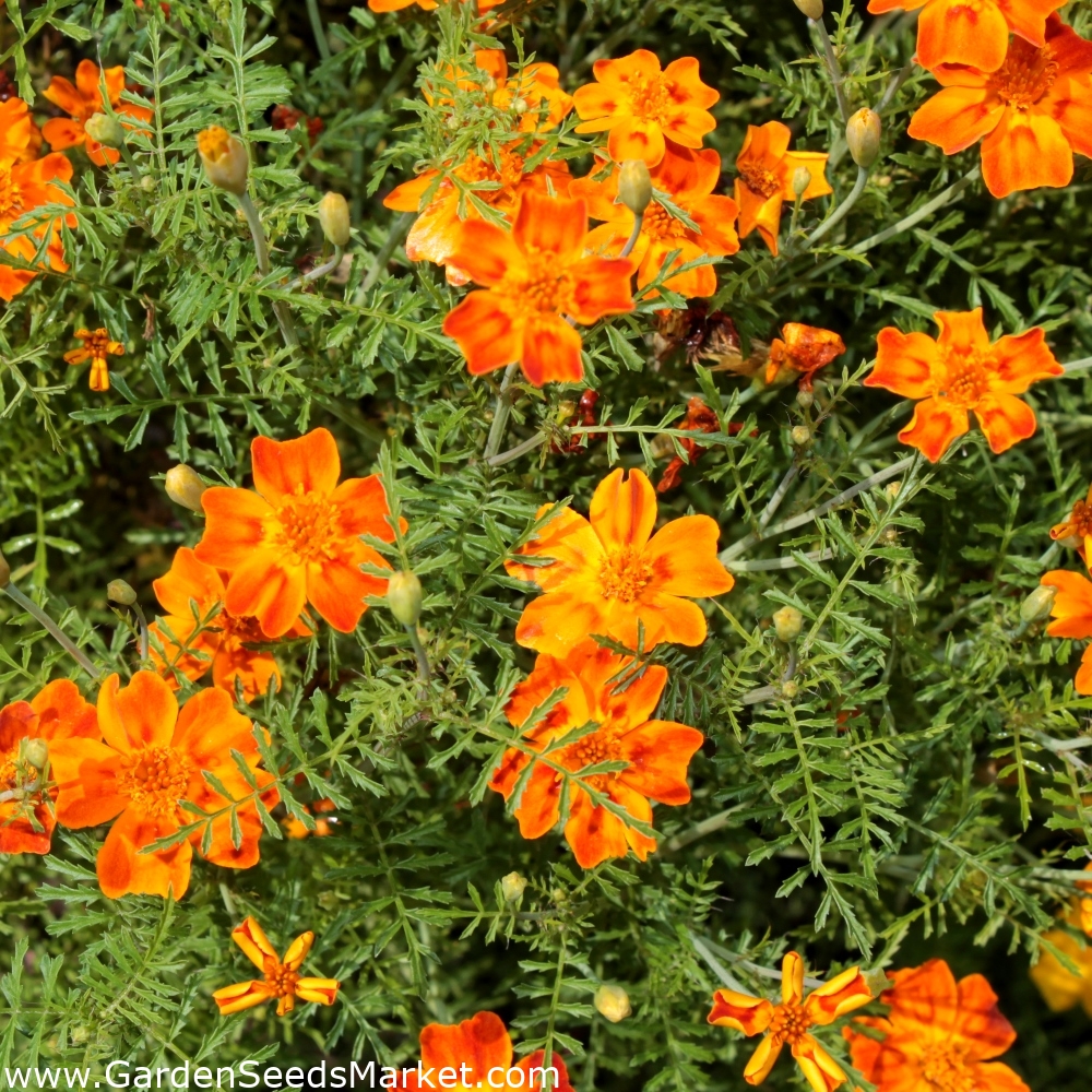 Tagète Citron - Orange Gem - 390 graines - Tagetes tenuifolia – Garden ...