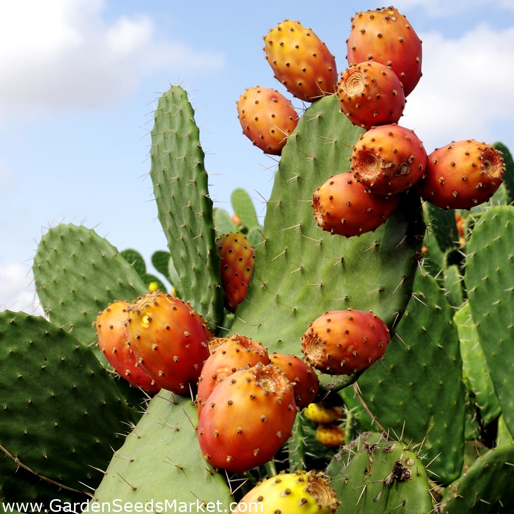 Cactus Plano (Nopal) - Opuntia sp. - semillas – Garden Seeds Market ...