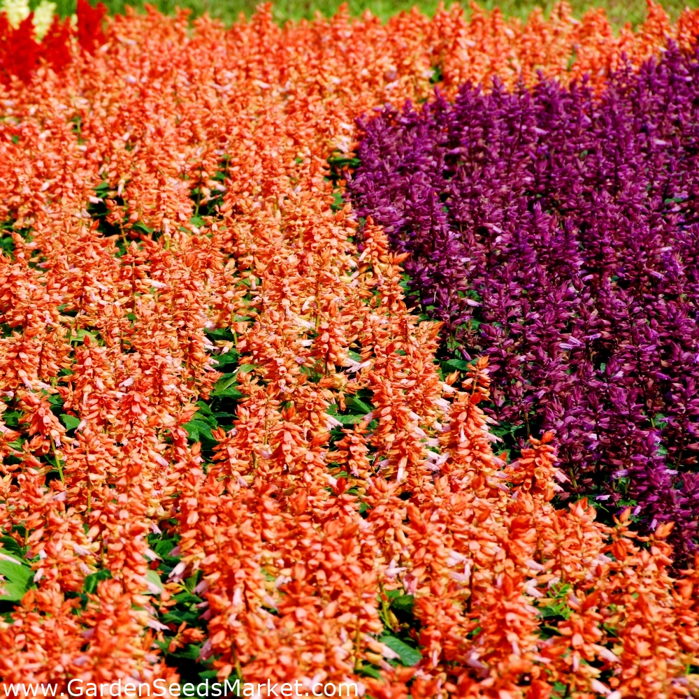 Salvia Vista Mix seeds - Salvia splendens - 84 seeds – Garden Seeds ...