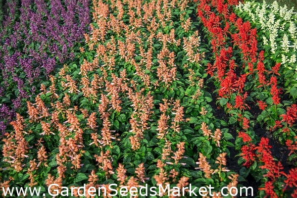 Salvia Vista Mix seeds - Salvia splendens - 84 seeds – Garden Seeds ...