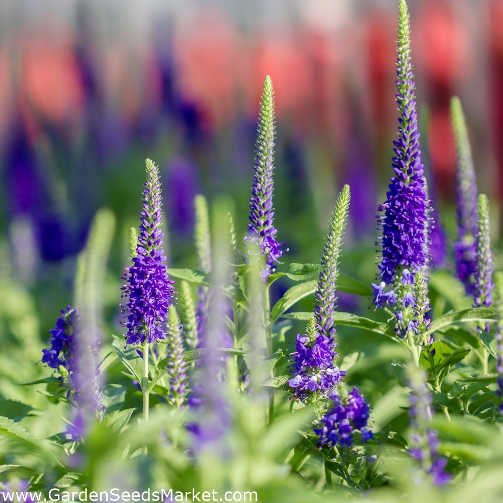 Spike Speedwell seeds - Veronica spicata - 1000 seeds – Garden Seeds ...
