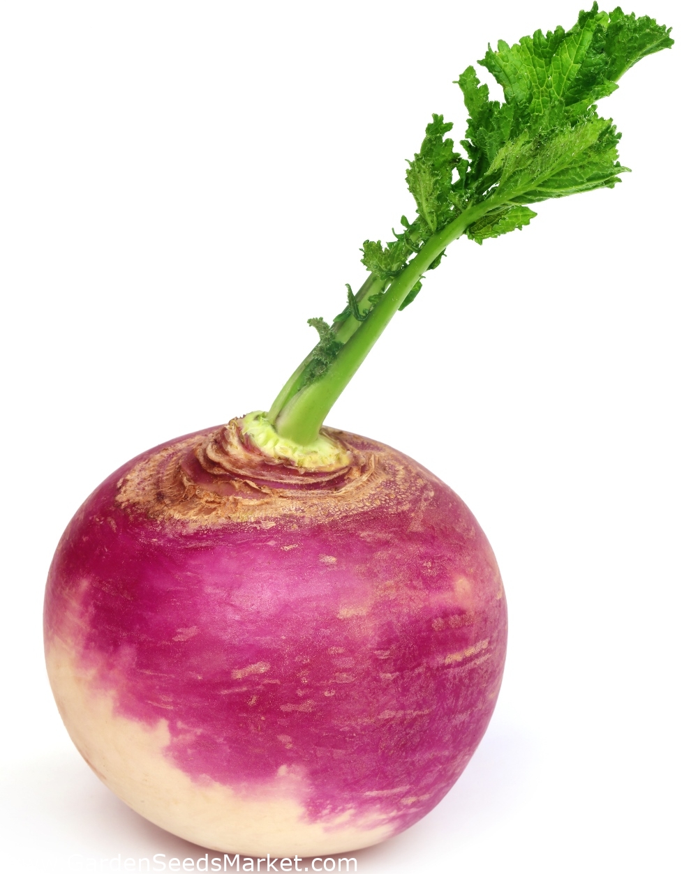 Navet - De Nancy - 2500 graines - Brassica rapa subsp. Rapa – Garden ...