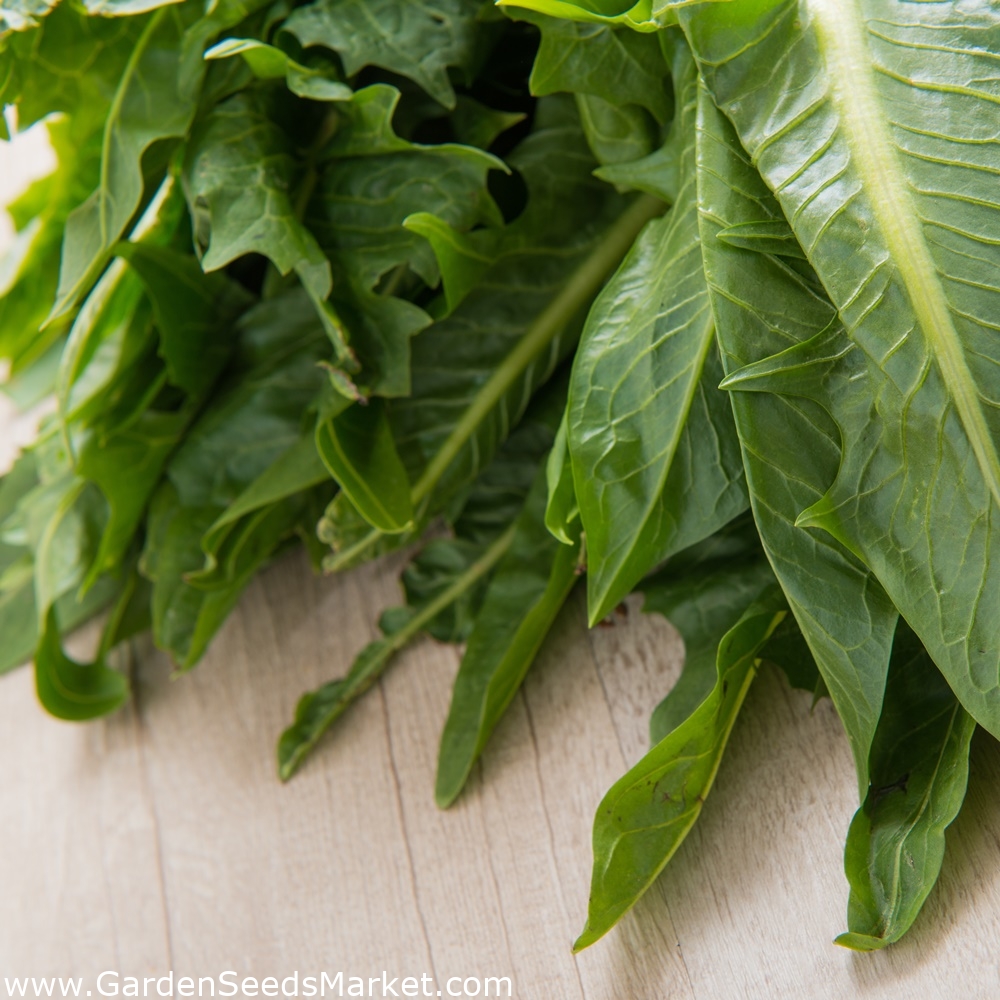 Root Chicory frön - Cichorium intybus - 3600 frön – Garden Seeds Market ...