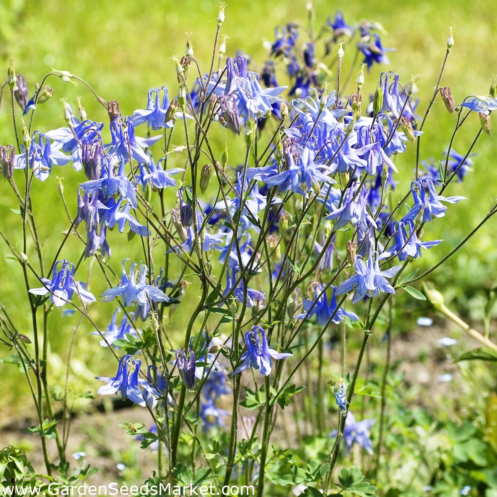 Alpine Columbine seeds - Aquilegia alpina - 375 seeds – Garden Seeds ...