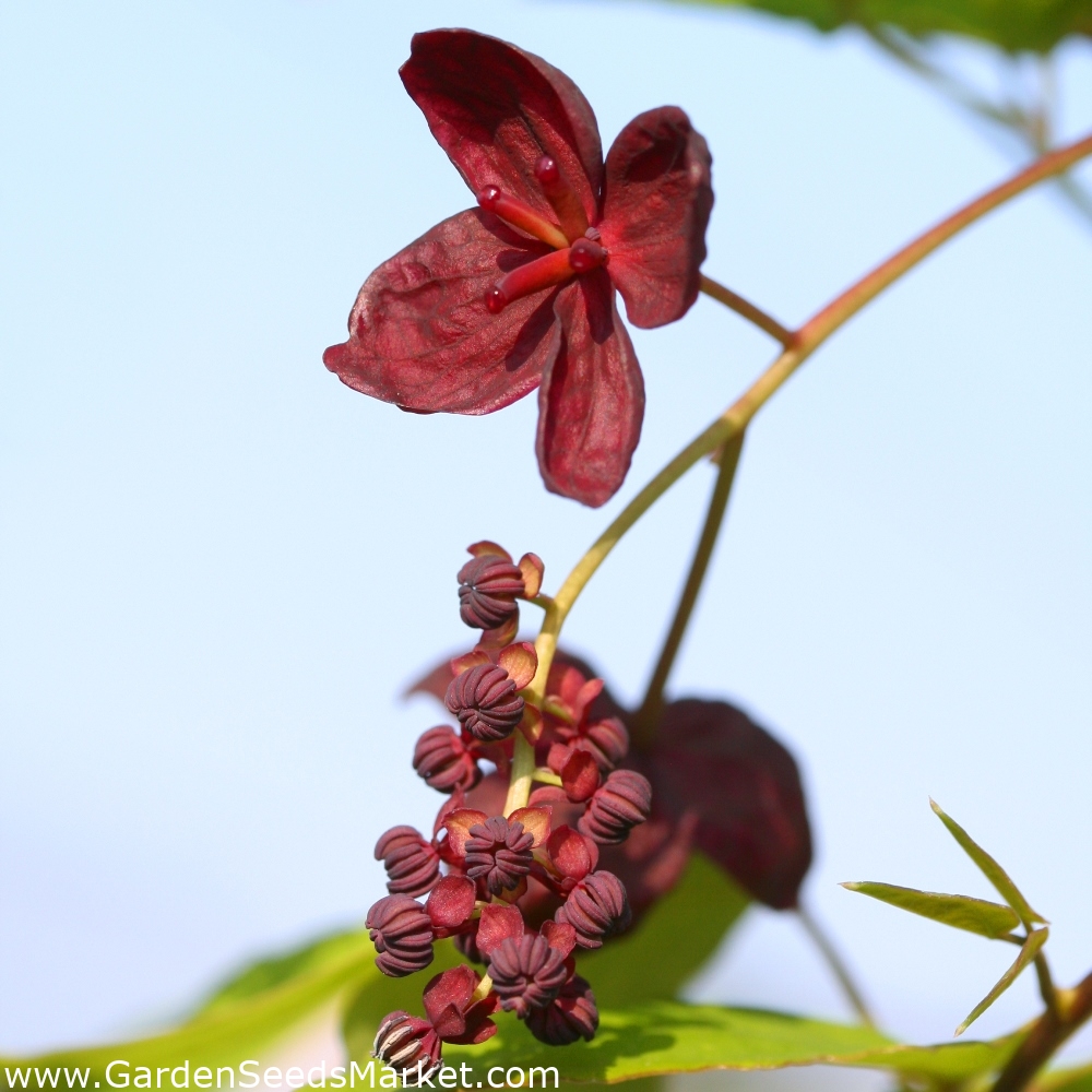 Three-Leaf Akebia seeds - Akebia trifoliata – Garden Seeds Market ...