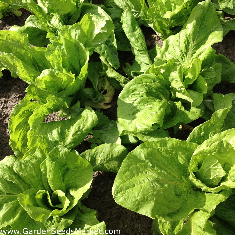 Root Chicory seeds - Cichorium intybus - 3600 seeds – Garden Seeds ...